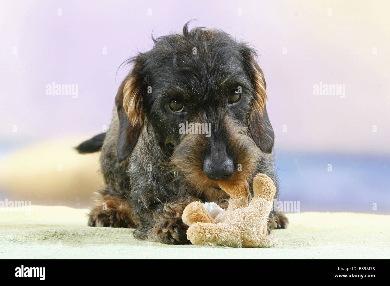 Dackel Stehend Stockfotos und -bilder Kaufen - Alamy