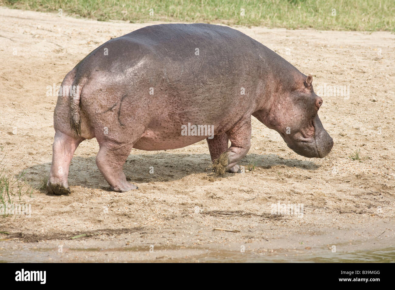 Nilpferd ohren -Fotos und -Bildmaterial in hoher Auflösung – Alamy