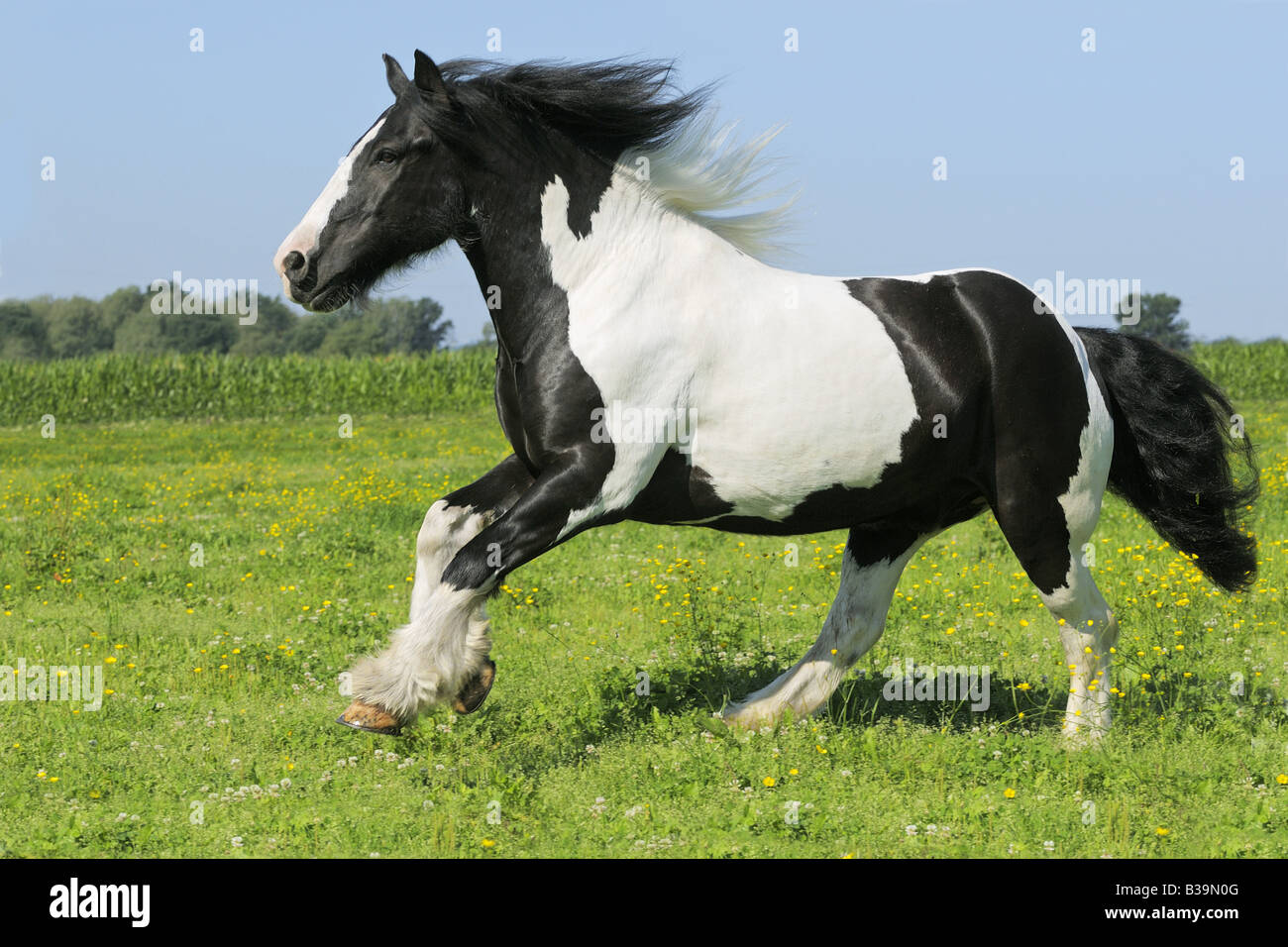 Irish Tinker Pferd - im Galopp auf Koppel Stockfotografie - Alamy