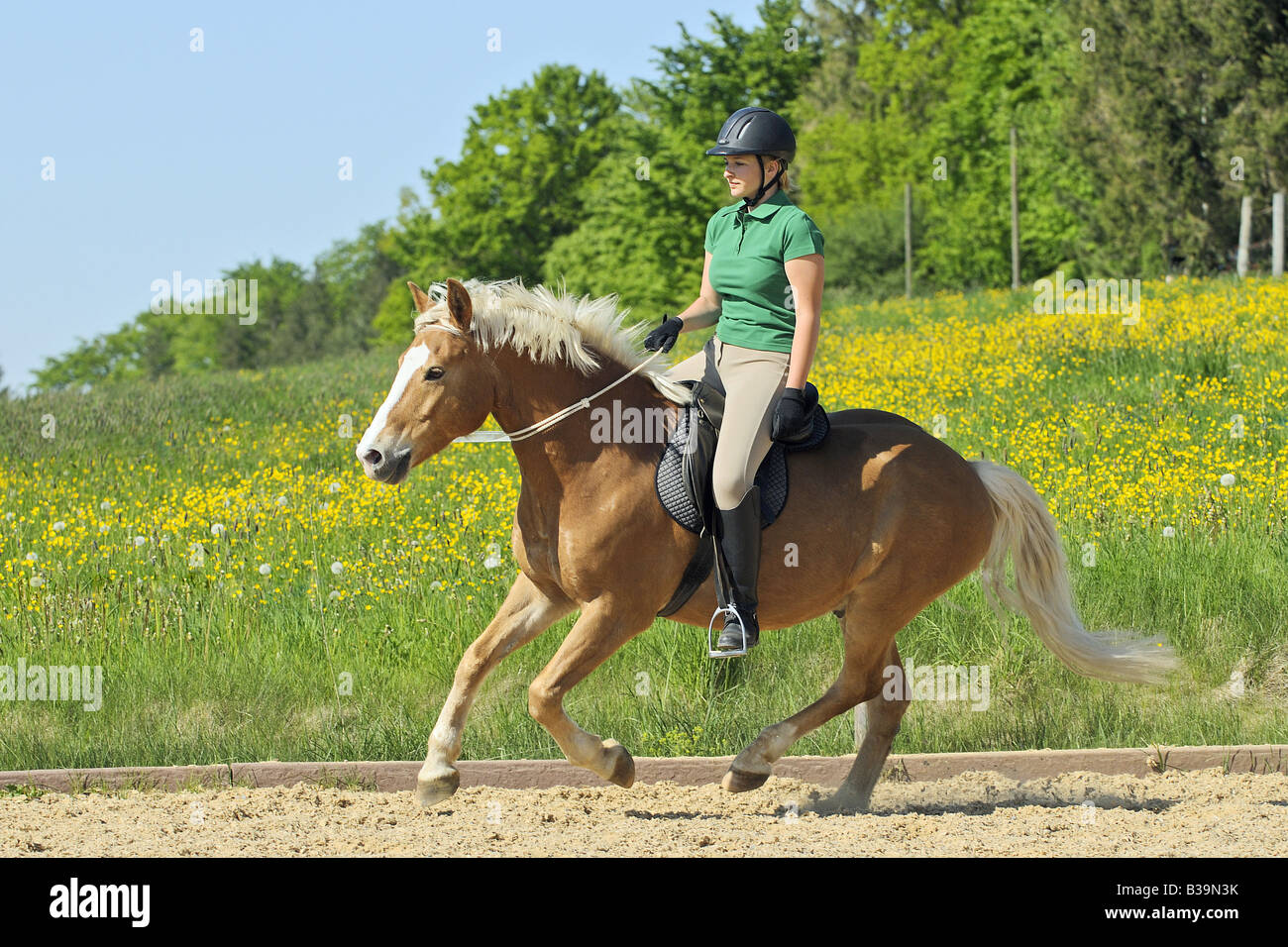 Pferde galoppieren auf gras -Fotos und -Bildmaterial in hoher Auflösung ...