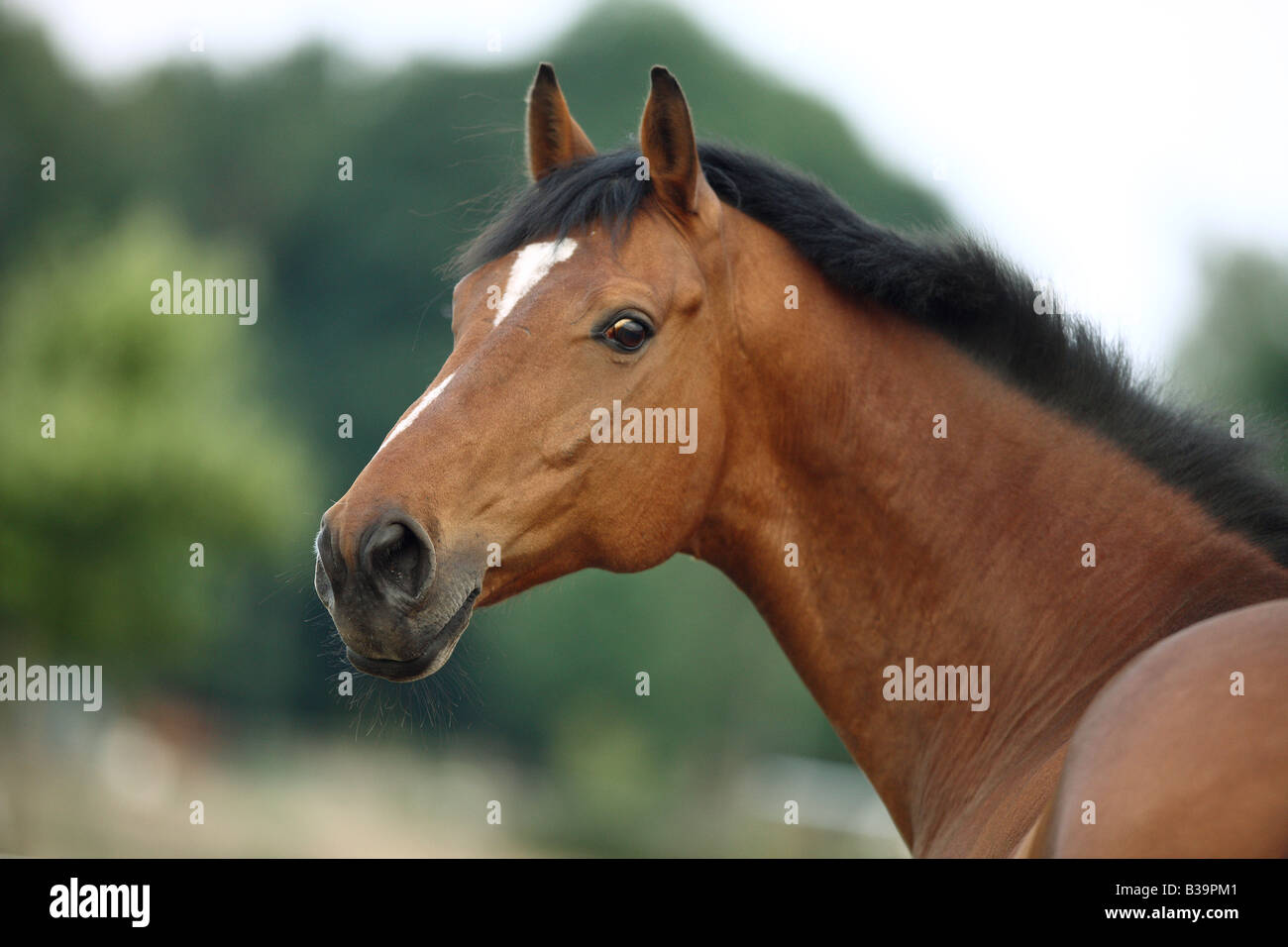 Holsteiner horse portrait -Fotos und -Bildmaterial in hoher Auflösung ...