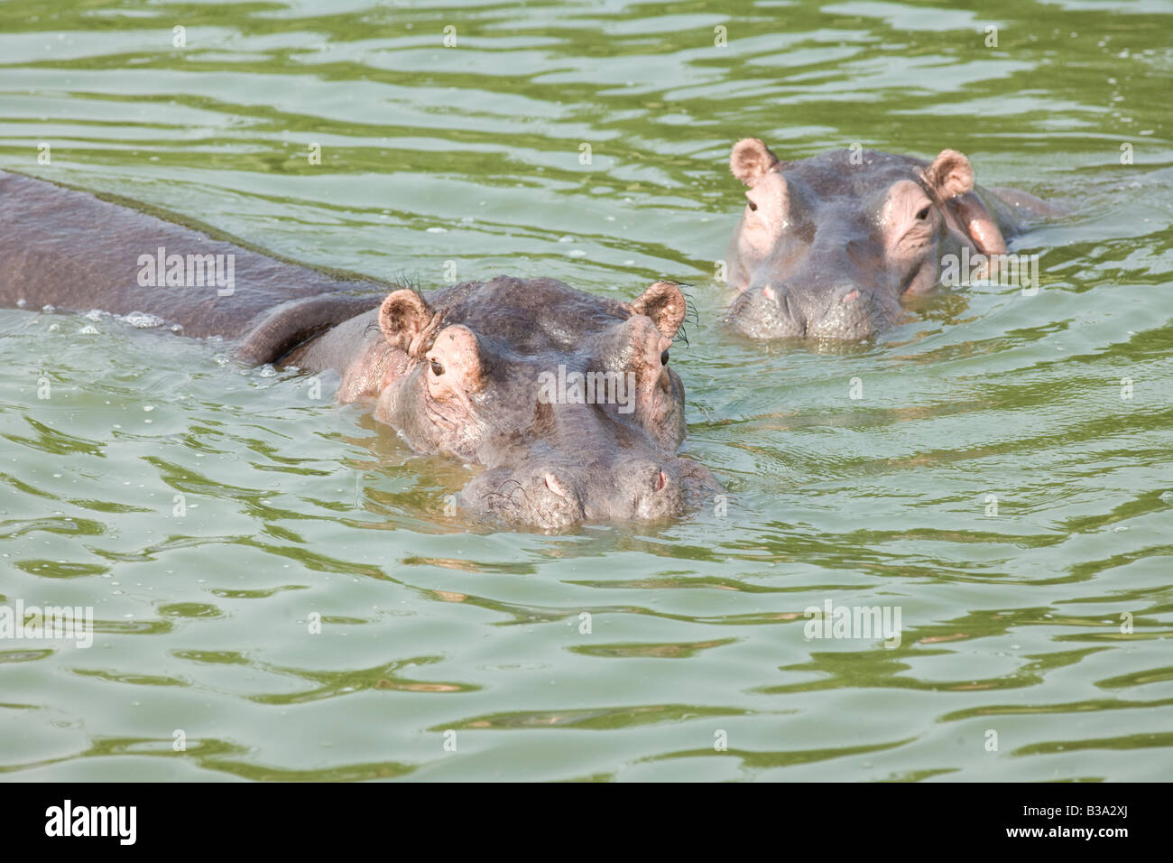Nilpferd mutter und kind -Fotos und -Bildmaterial in hoher Auflösung ...
