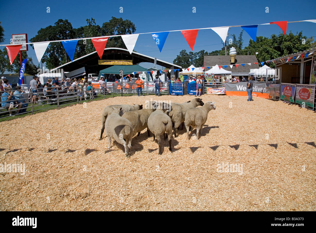 Reite ein schaf -Fotos und -Bildmaterial in hoher Auflösung – Alamy