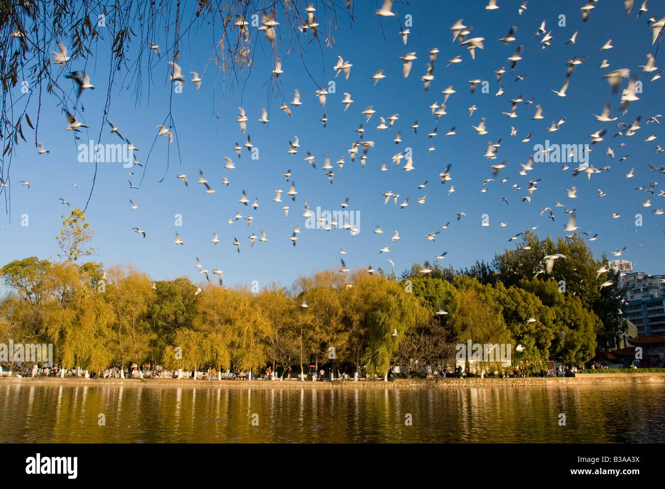 Parque cuihu gongyuan -Fotos und -Bildmaterial in hoher Auflösung – Alamy