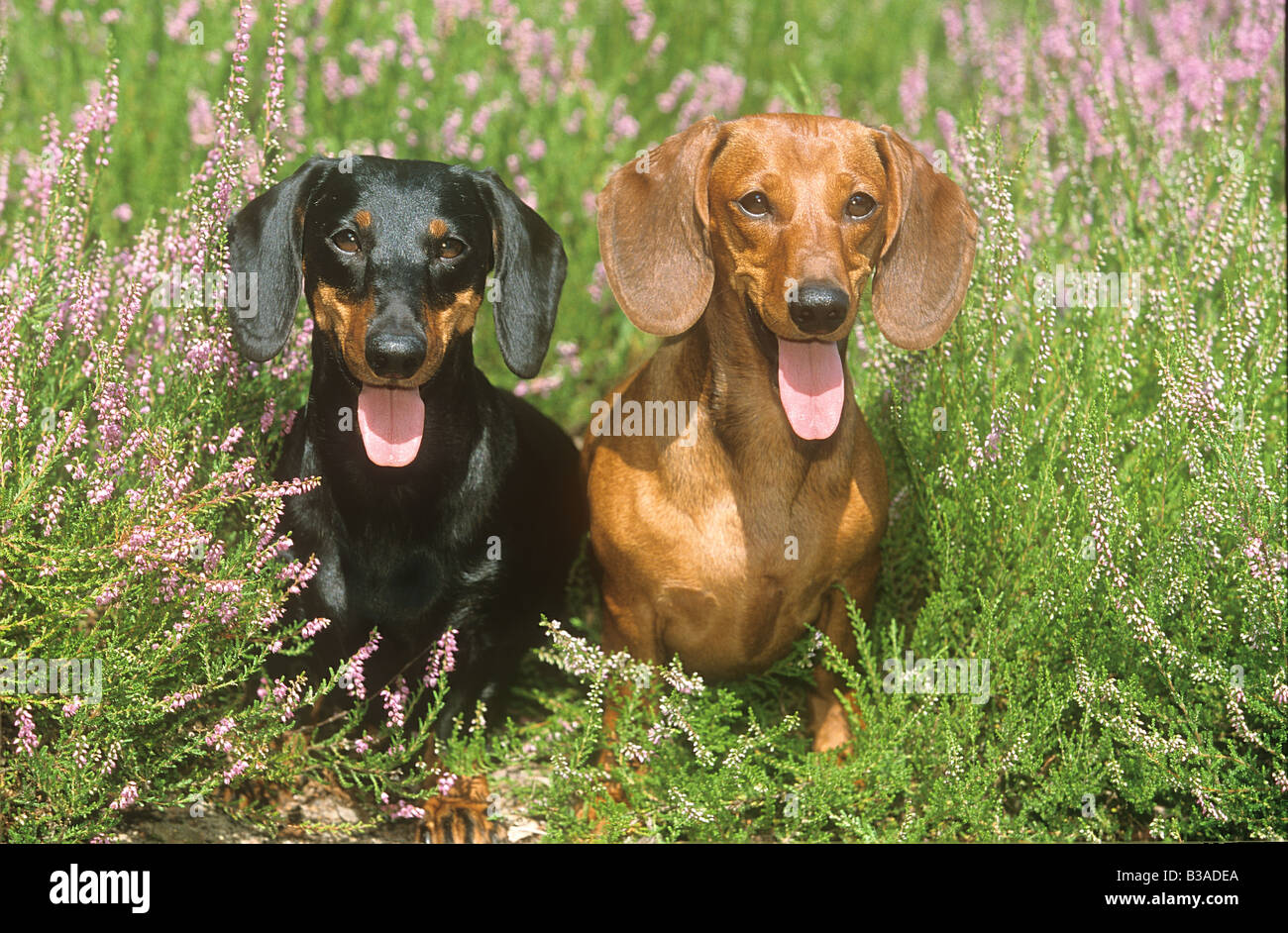 zwei Kurzhaar-Dackel - im sitzen Stockfotografie - Alamy