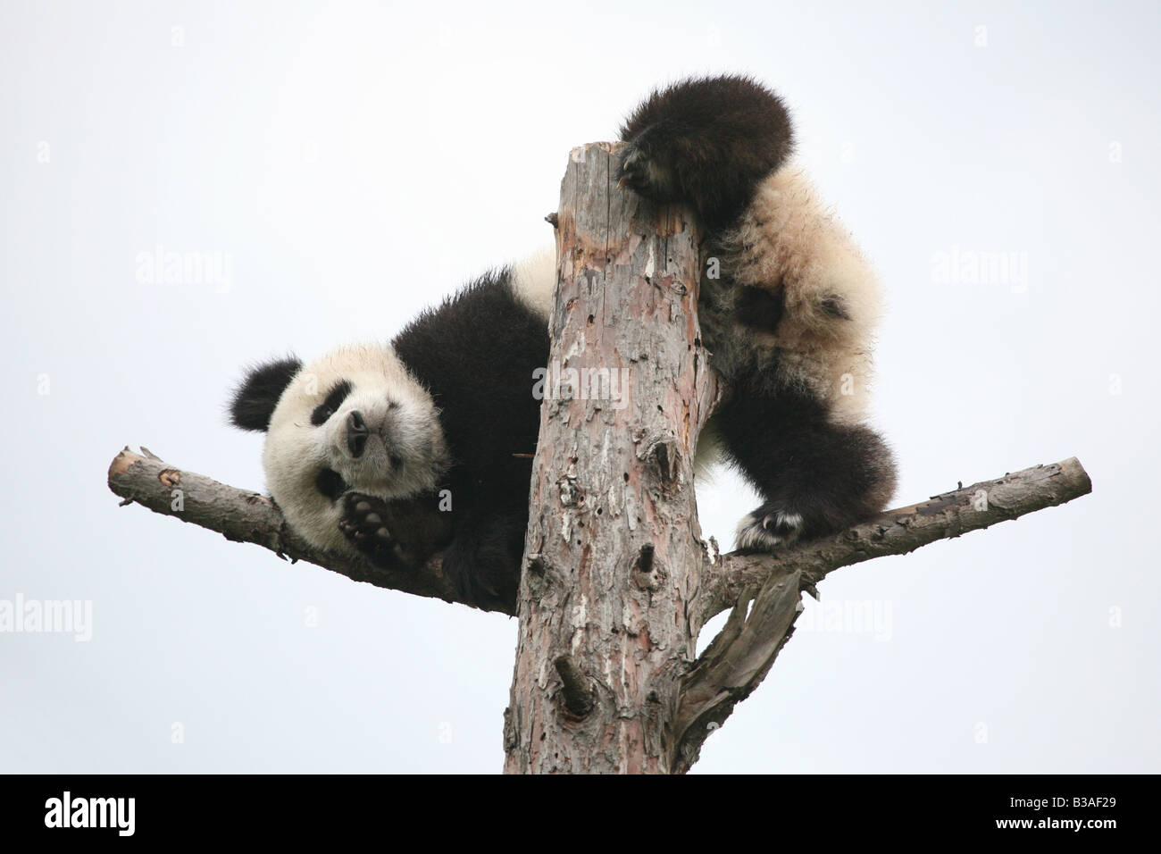 Fu Long, der große Panda Cub genießen in seinem Gehege im Schönbrunn ...