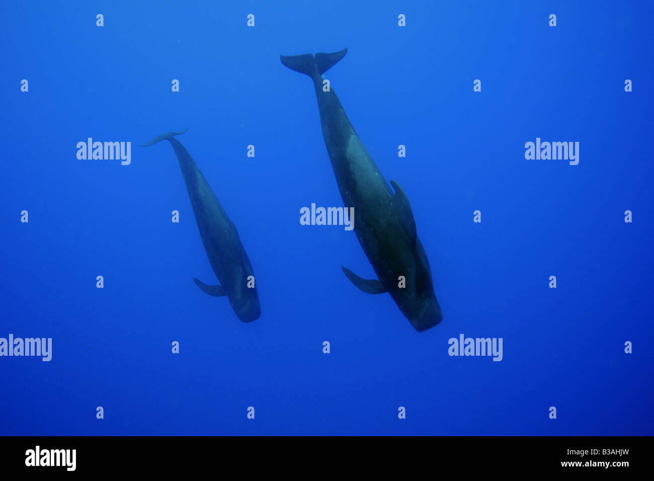 Macrorhynchus atmen -Fotos und -Bildmaterial in hoher Auflösung – Alamy