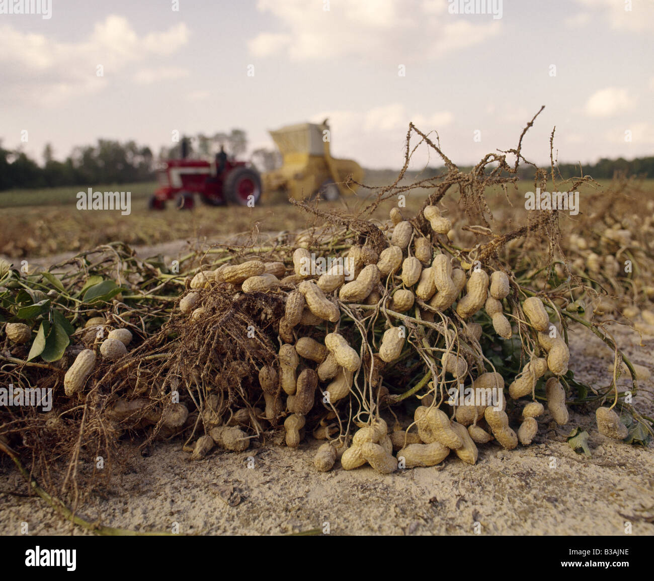 Erdnuss kombinieren -Fotos und -Bildmaterial in hoher Auflösung – Alamy
