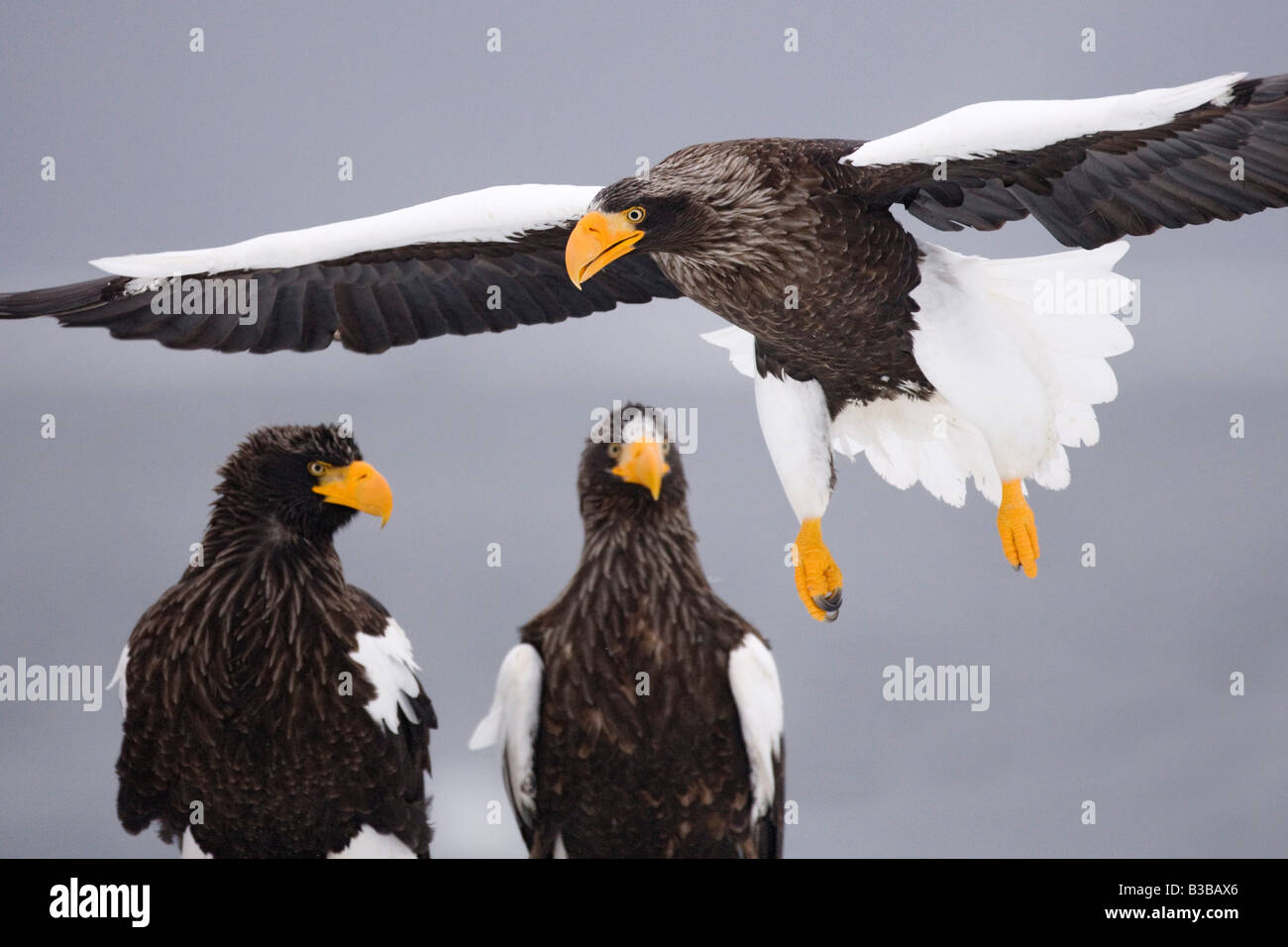 Drei hochfliegende adler -Fotos und -Bildmaterial in hoher Auflösung – Alamy