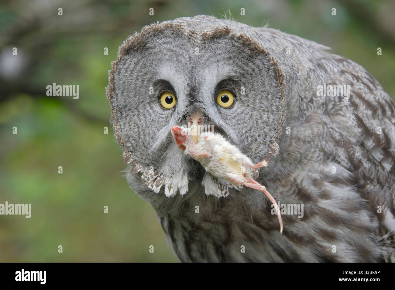 Große graue Eule Strix Nebulosa Erwachsene mit Maus Beute gefangen Goldau Schweiz ...
