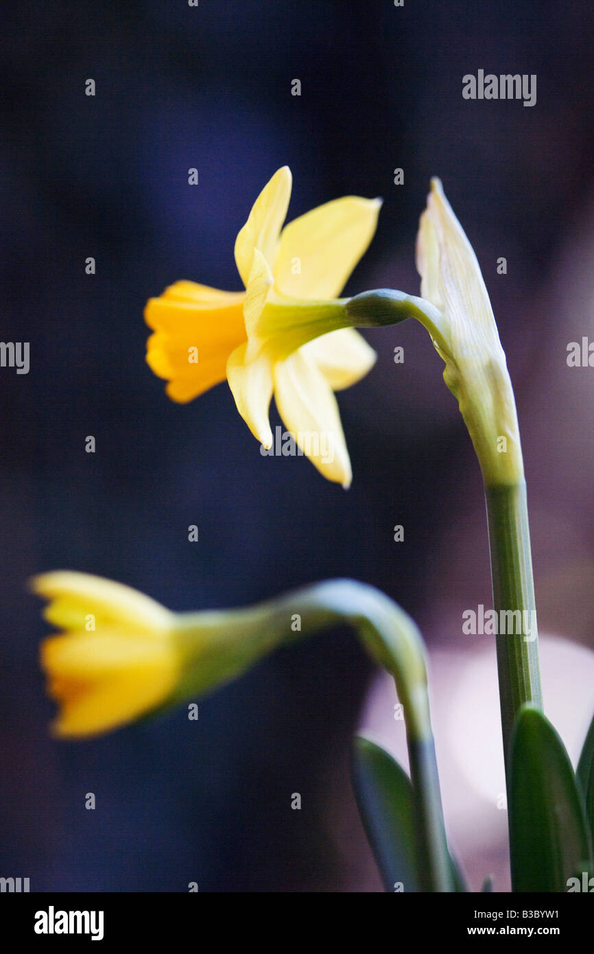 Ostern Narzissen Stockfotos und -bilder Kaufen - Alamy
