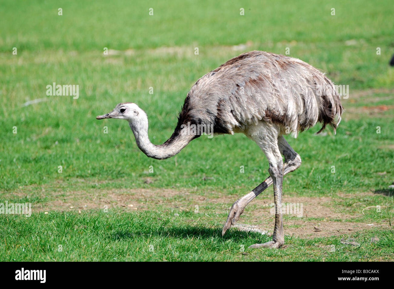 American rhea -Fotos und -Bildmaterial in hoher Auflösung – Alamy
