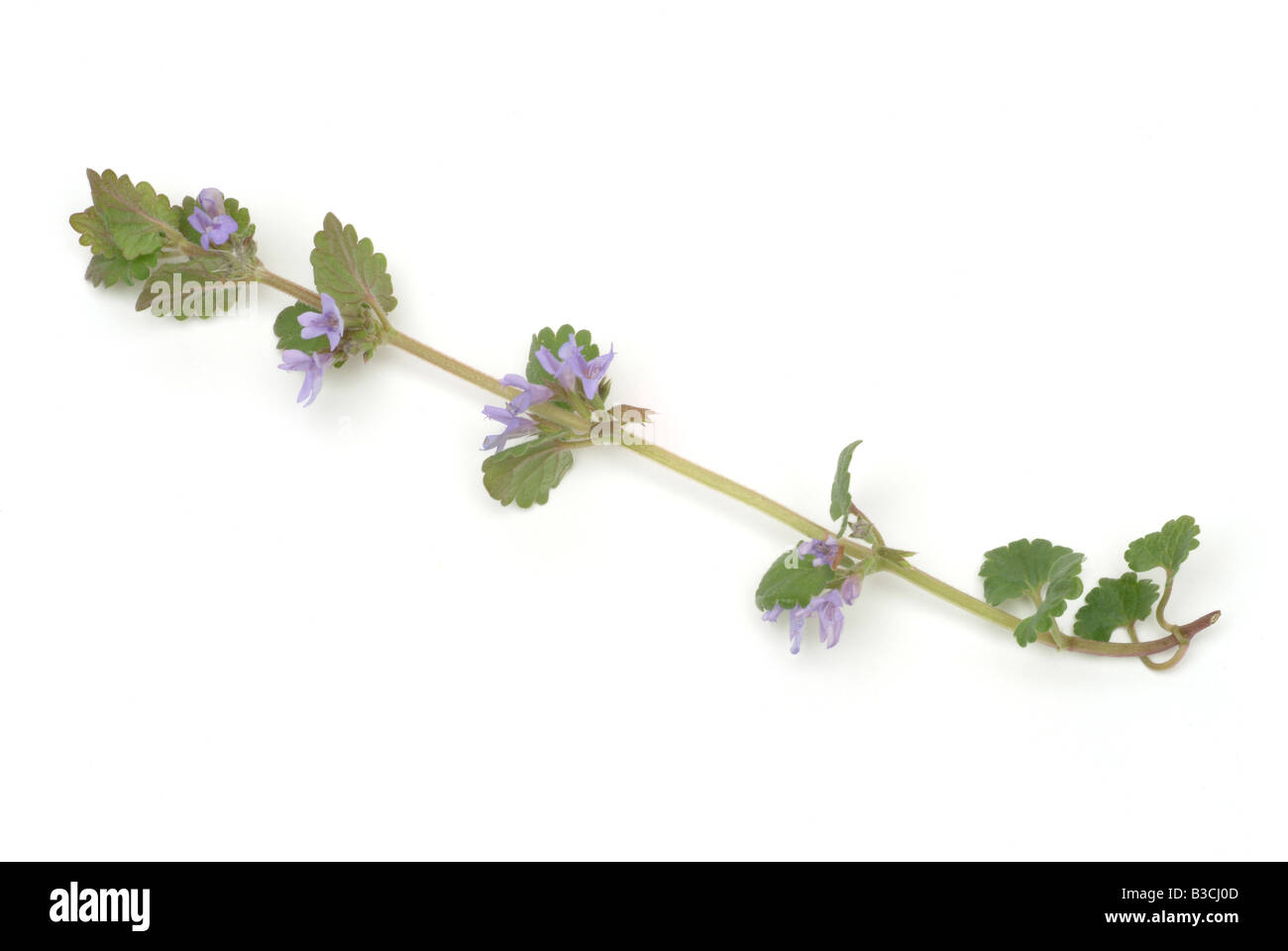 Pflanze glechoma hederacea -Fotos und -Bildmaterial in hoher Auflösung ...