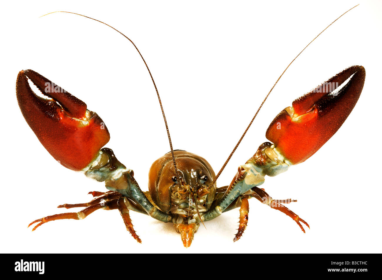 Rote krebse -Fotos und -Bildmaterial in hoher Auflösung – Alamy