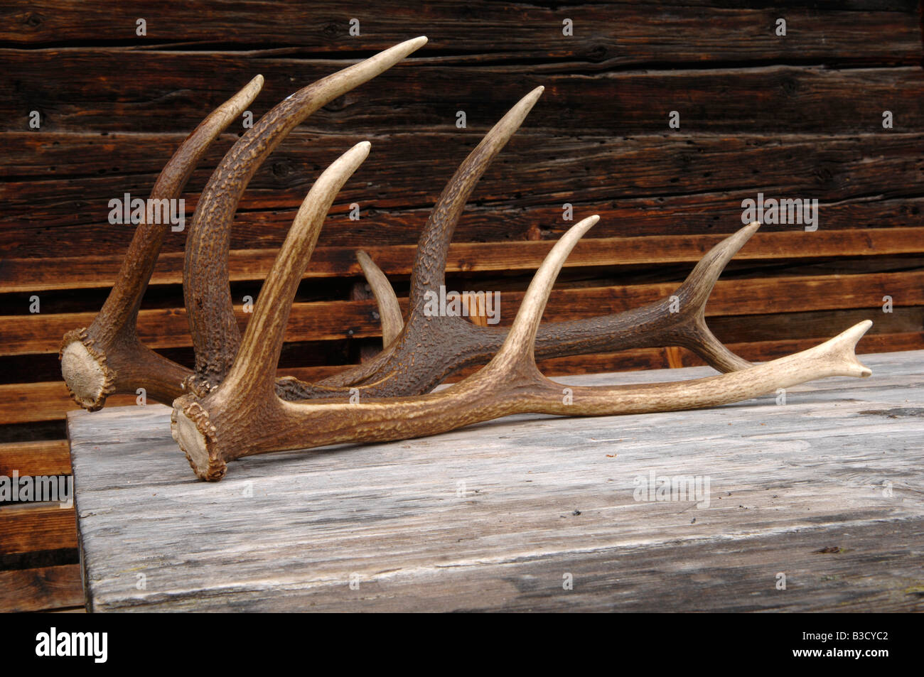 Tierkopf fotos -Fotos und -Bildmaterial in hoher Auflösung – Alamy