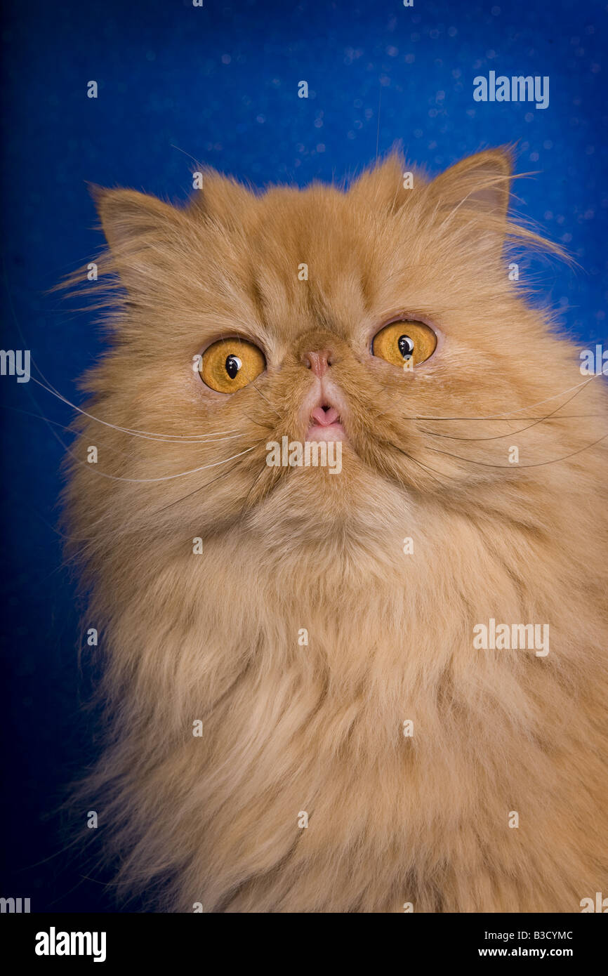 Rote Perserkatze Stockfotos und -bilder Kaufen - Alamy