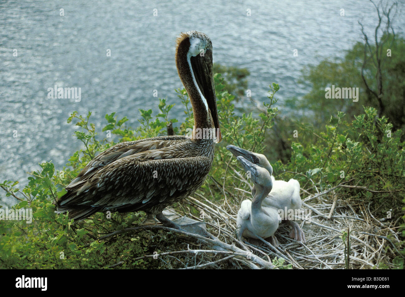Baby pelicans -Fotos und -Bildmaterial in hoher Auflösung – Alamy