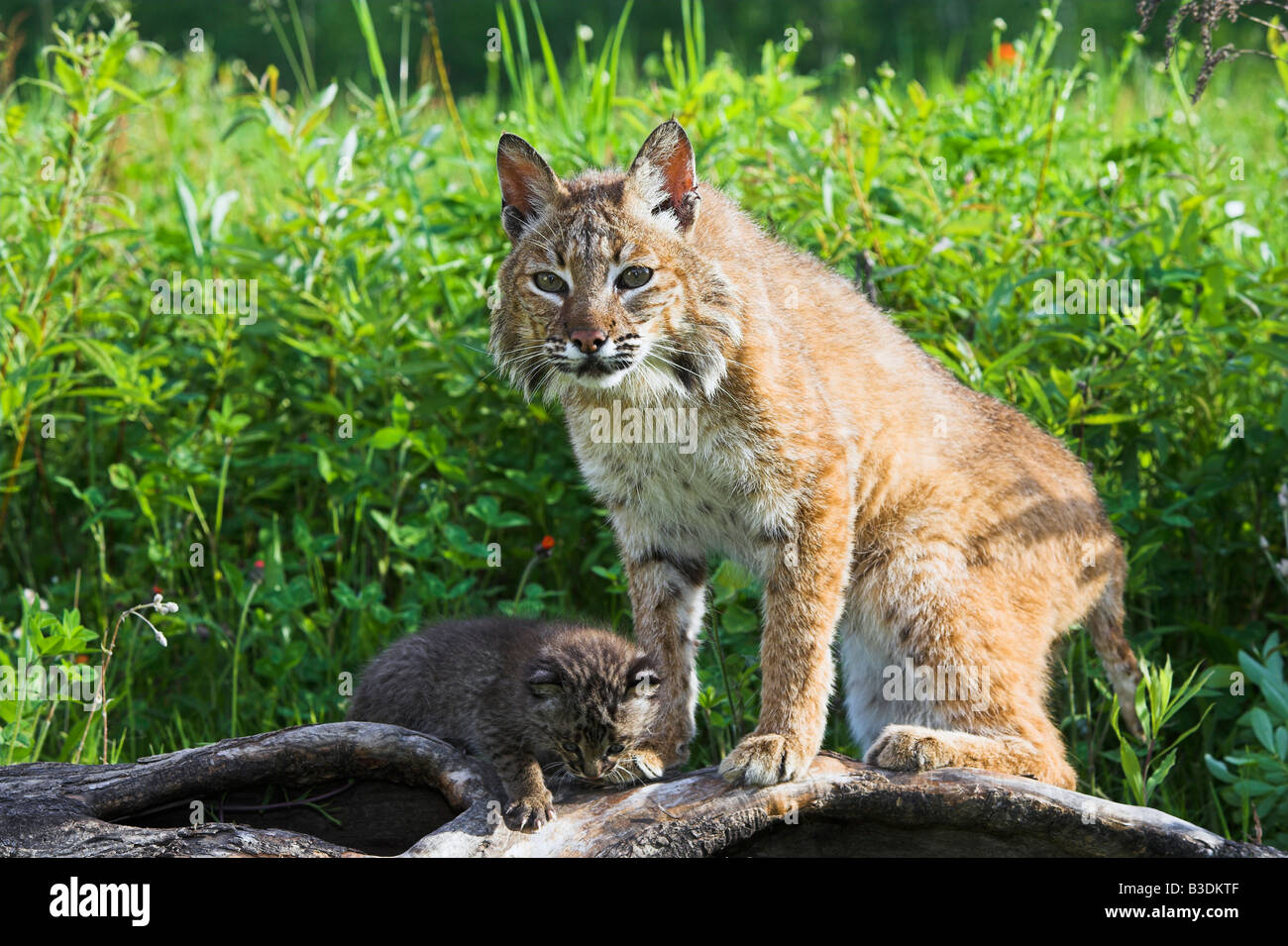 Rotluchs Lynx Rufus Rotluchs Lynx Rufus Weibchen mit Jungtier ...