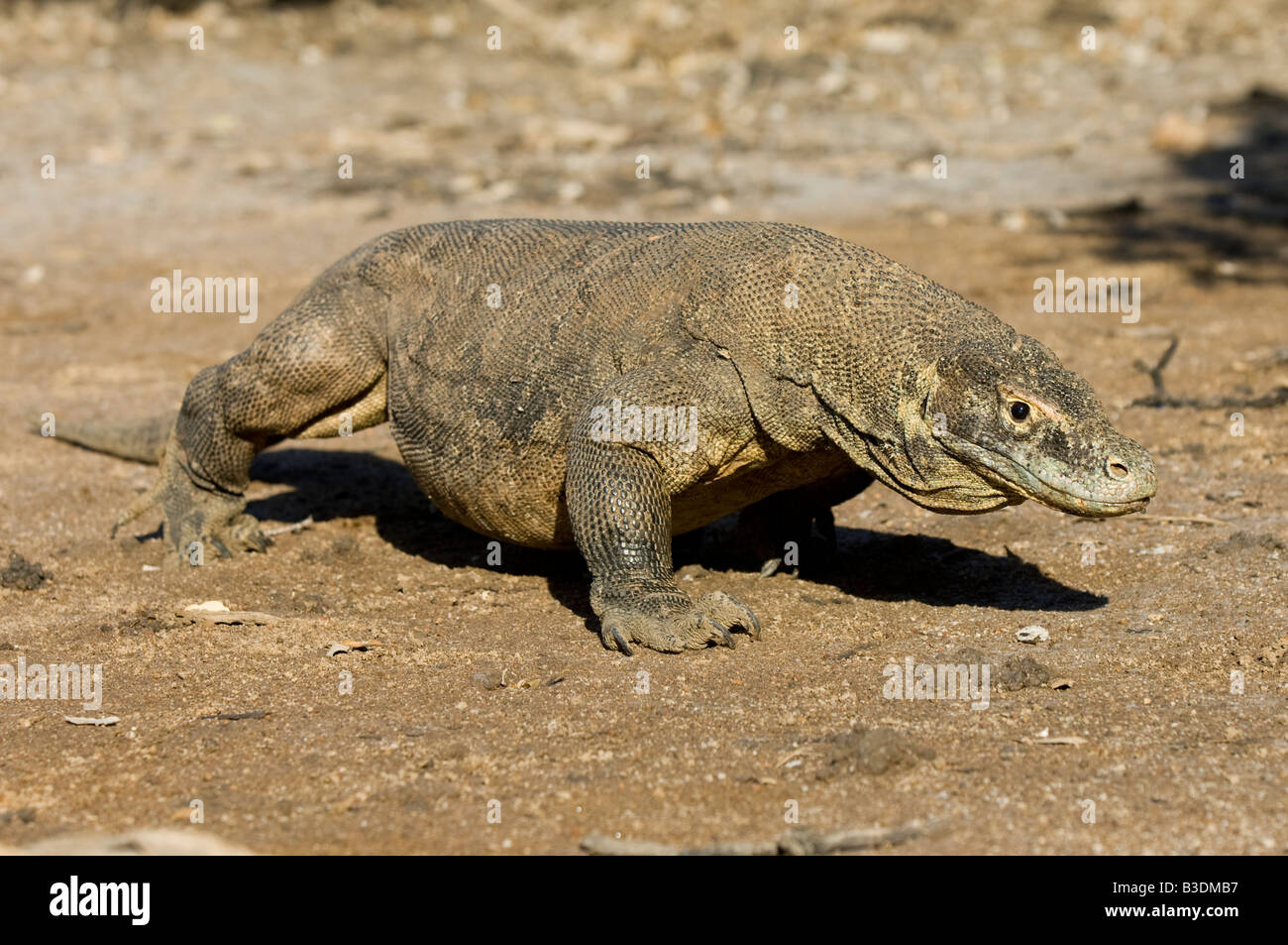 Komodo-Waran Varanus Komodoensis in Komodo Island Indonesien ...