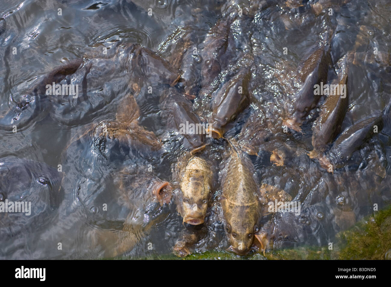Mit karpfen im mund -Fotos und -Bildmaterial in hoher Auflösung – Alamy