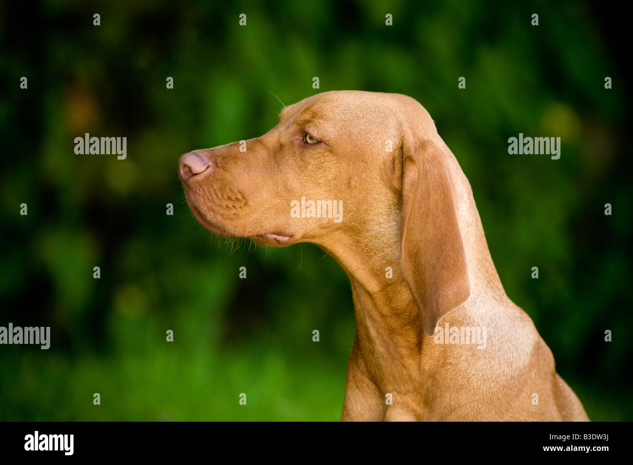 Hund Im Profil Stockfotos und -bilder Kaufen - Alamy
