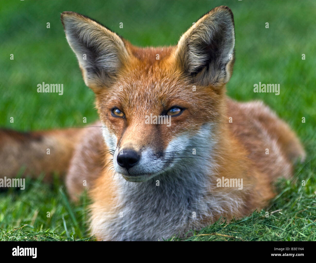 Britischer fuchs -Fotos und -Bildmaterial in hoher Auflösung – Alamy