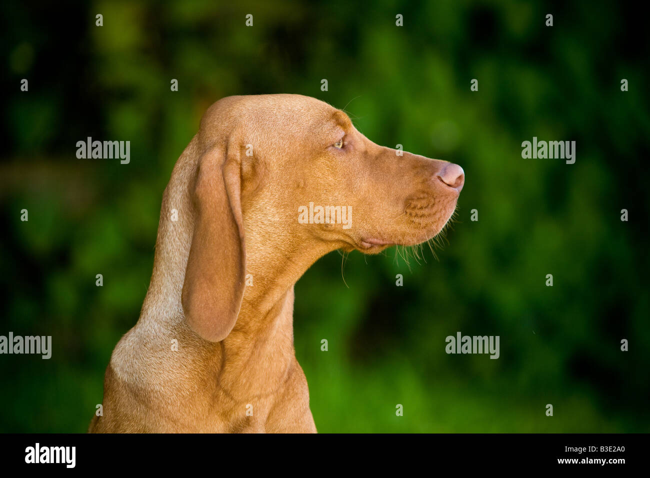 Hund Im Profil Stockfotos und -bilder Kaufen - Alamy