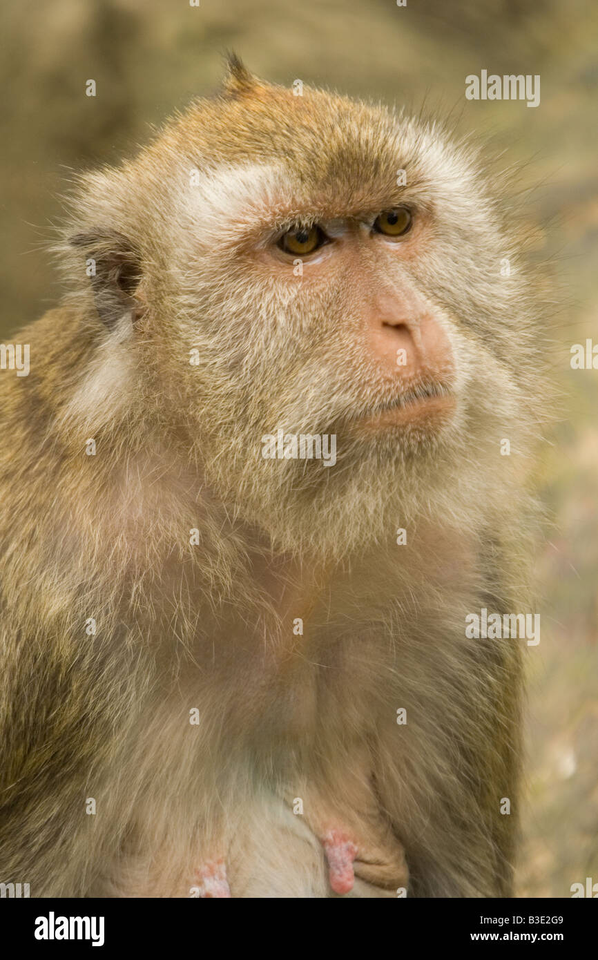 Formosa makak -Fotos und -Bildmaterial in hoher Auflösung – Alamy