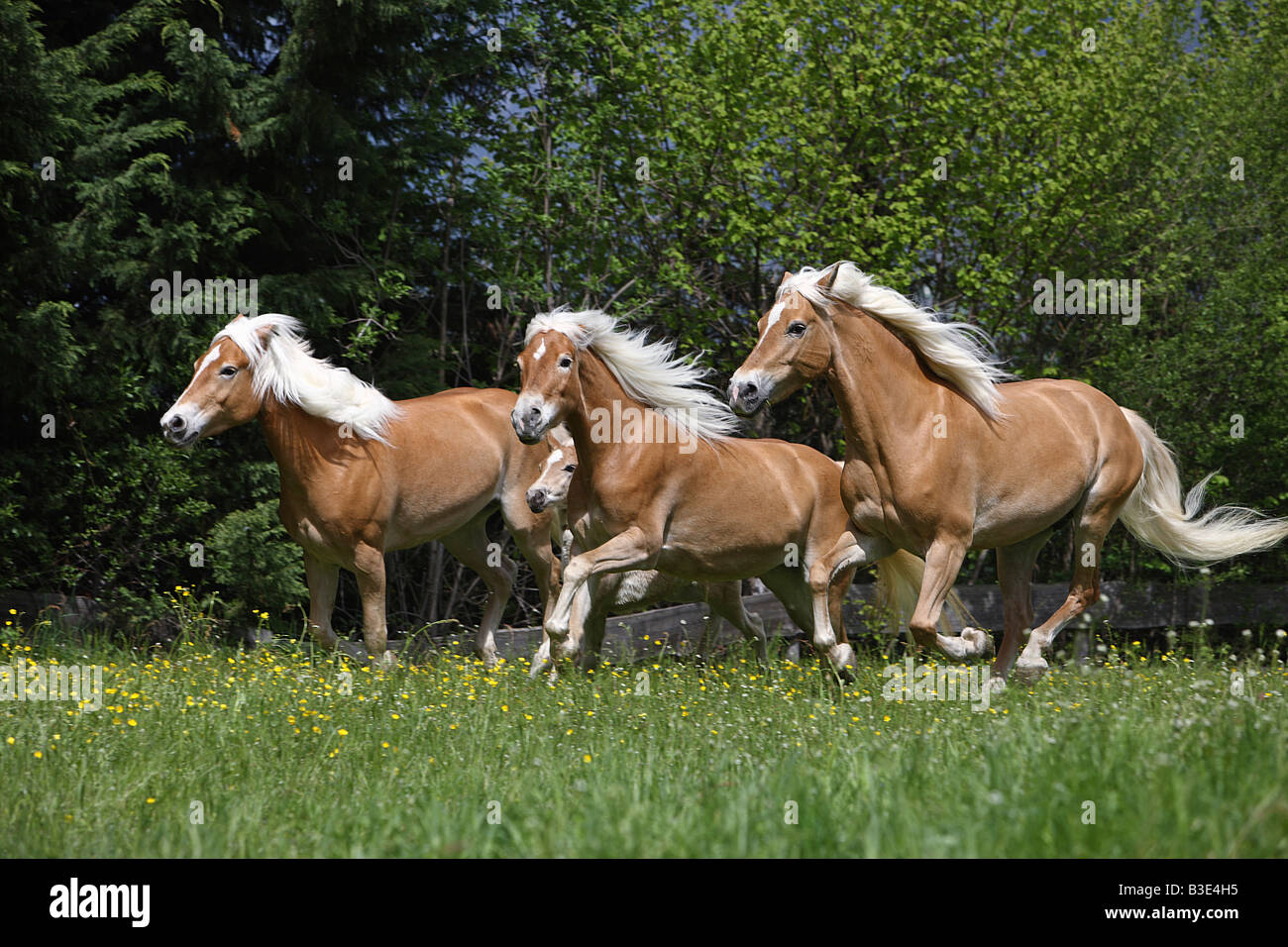 Haflinger running on -Fotos und -Bildmaterial in hoher Auflösung - Seite 2 - Alamy