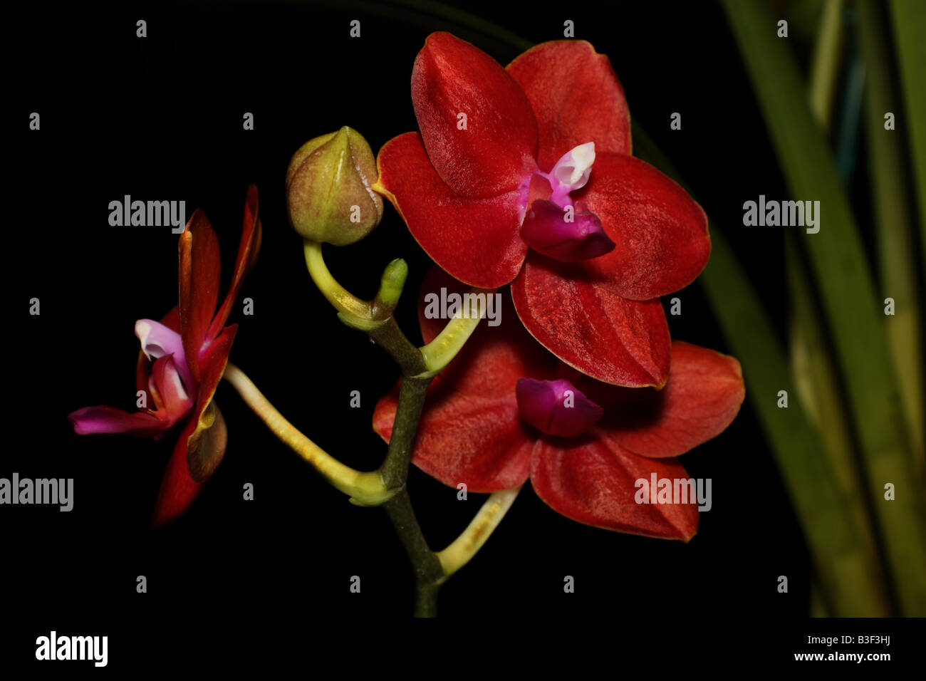 Australische brisbane orchideenschau 2008 -Fotos und -Bildmaterial in ...