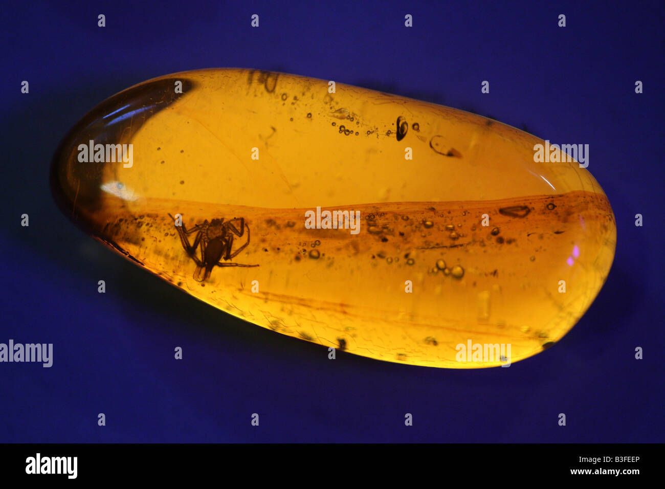 Insekt in bernstein gefangen -Fotos und -Bildmaterial in hoher ...