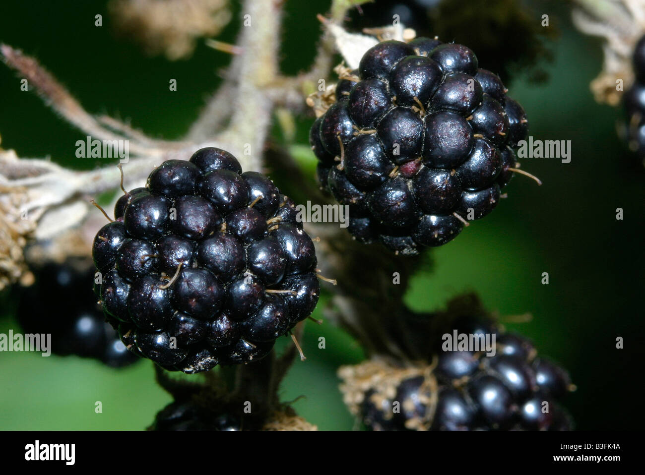 Planta silvestre -Fotos und -Bildmaterial in hoher Auflösung – Alamy