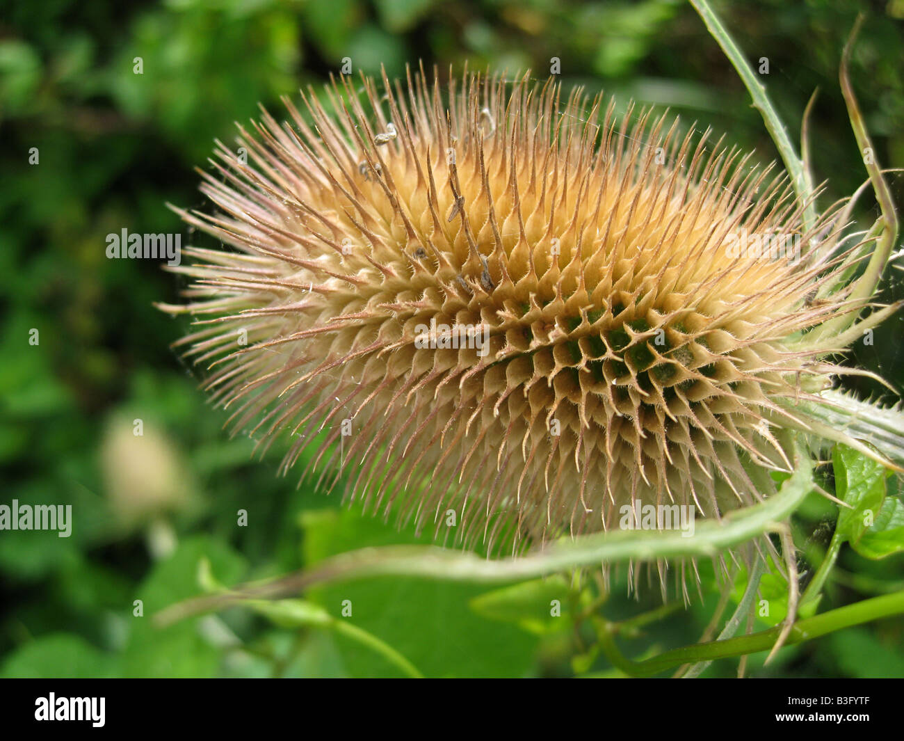 Wilde Karde Stockfotos und -bilder Kaufen - Alamy