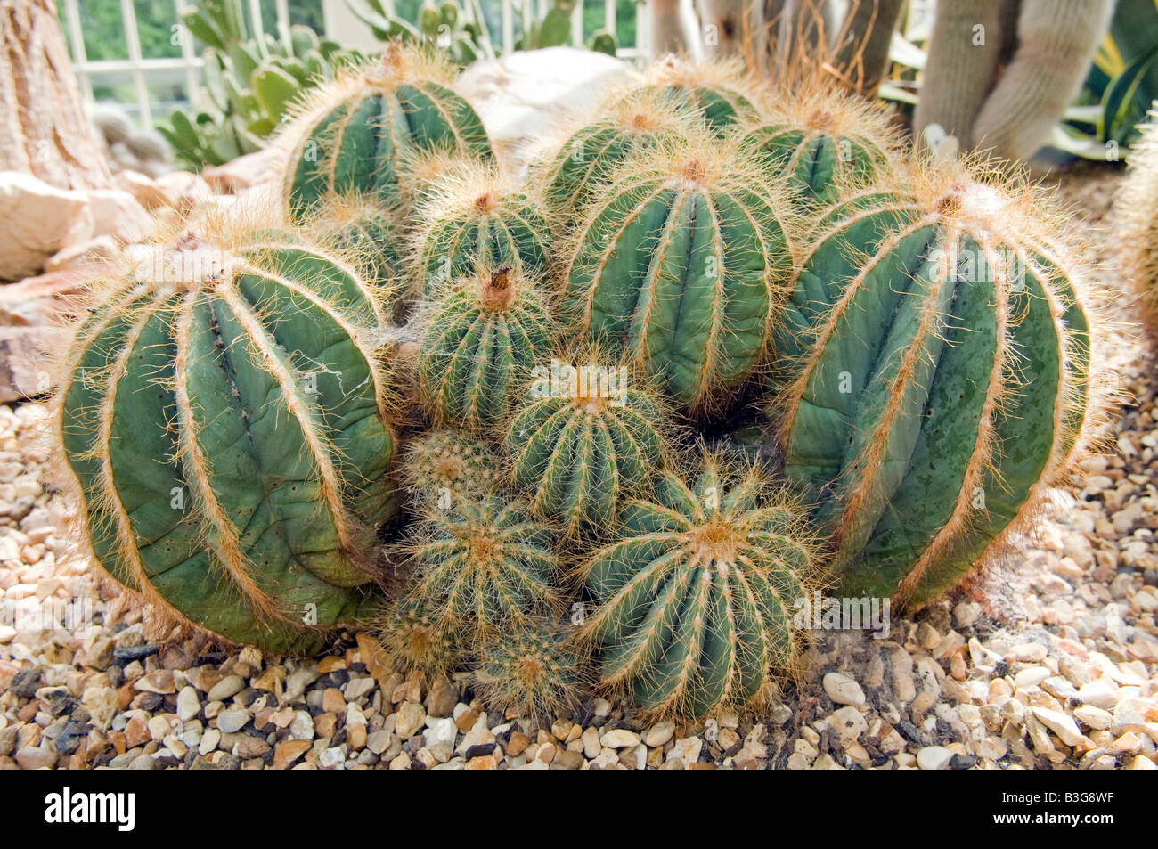 Notocactus Magnificus Kaktus Stockfotografie - Alamy