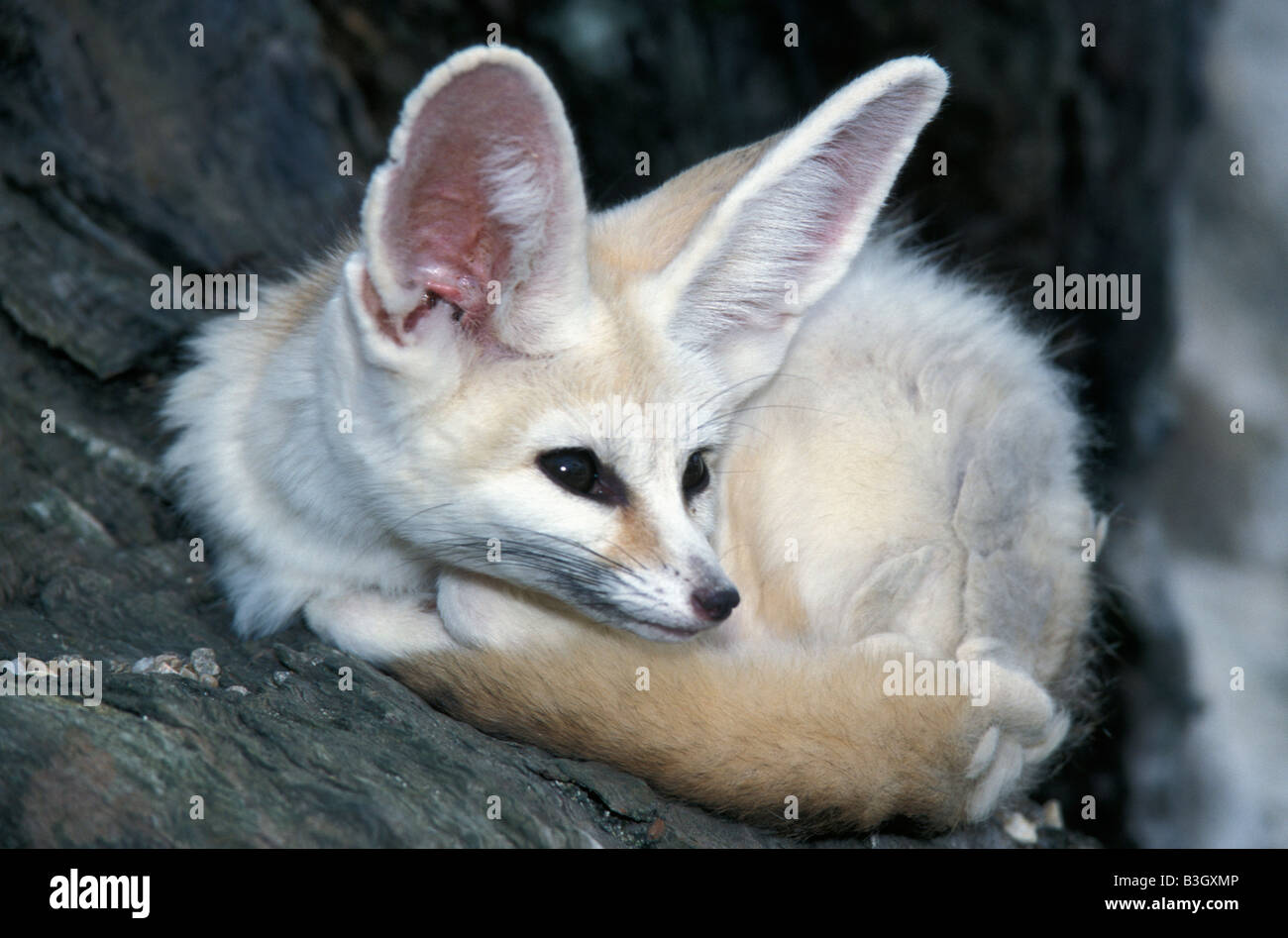 FENNEC Fuchs VULPES ZERDA Fennec Tier Blut buschigen Canid Canidae ...