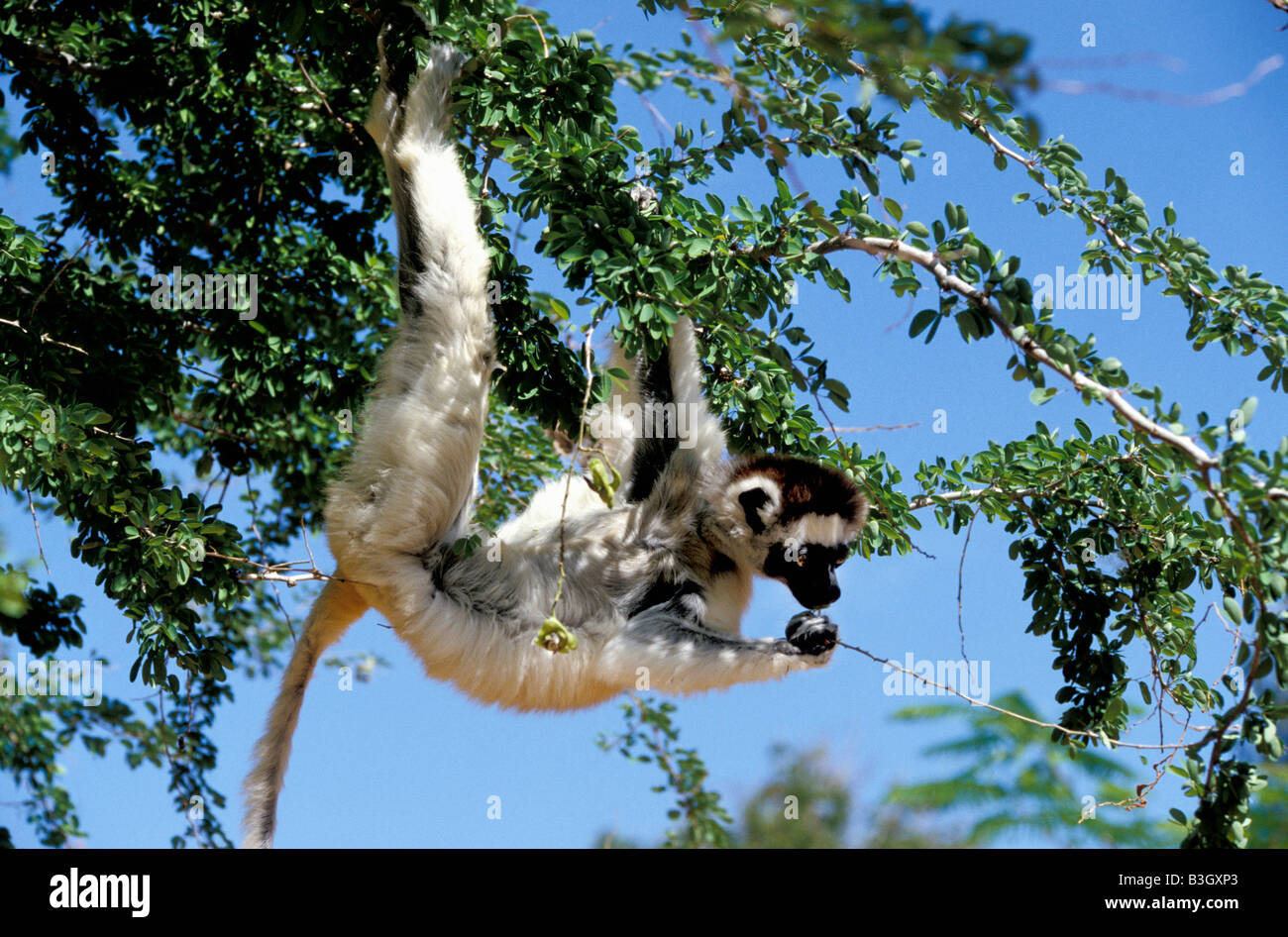 Propitheque de verreaux -Fotos und -Bildmaterial in hoher Auflösung – Alamy