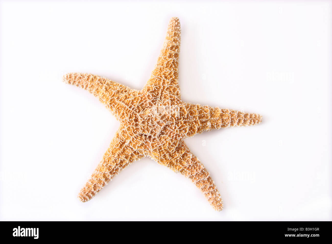 Ein bild von einem seestern -Fotos und -Bildmaterial in hoher Auflösung ...