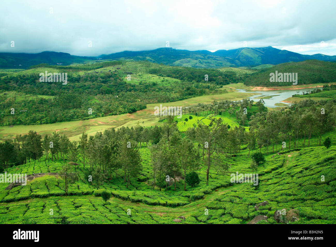 Tee-Plantage oder Tea Estate oder Teegarten oder Tee-Anbau in Munnar ...