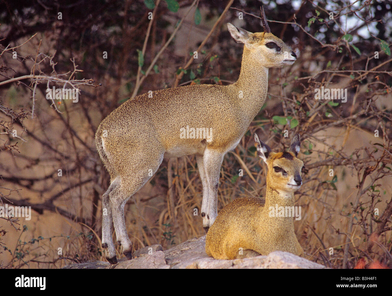 Klippspringer Oreotragus Oreotragus Mutter und jungen Krüger ...