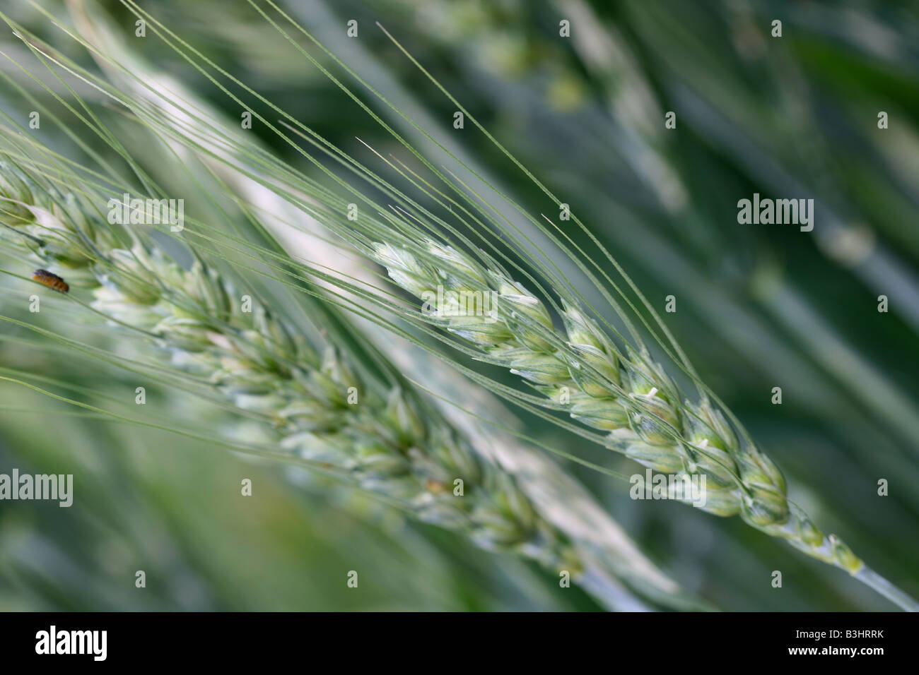 Gerstenpflanzen aus nächster nähe -Fotos und -Bildmaterial in hoher ...