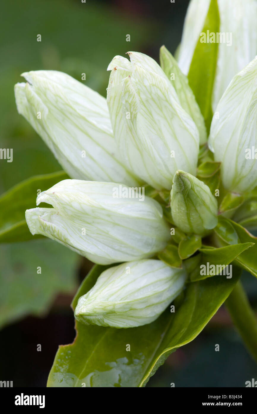 Enzian flower -Fotos und -Bildmaterial in hoher Auflösung – Alamy