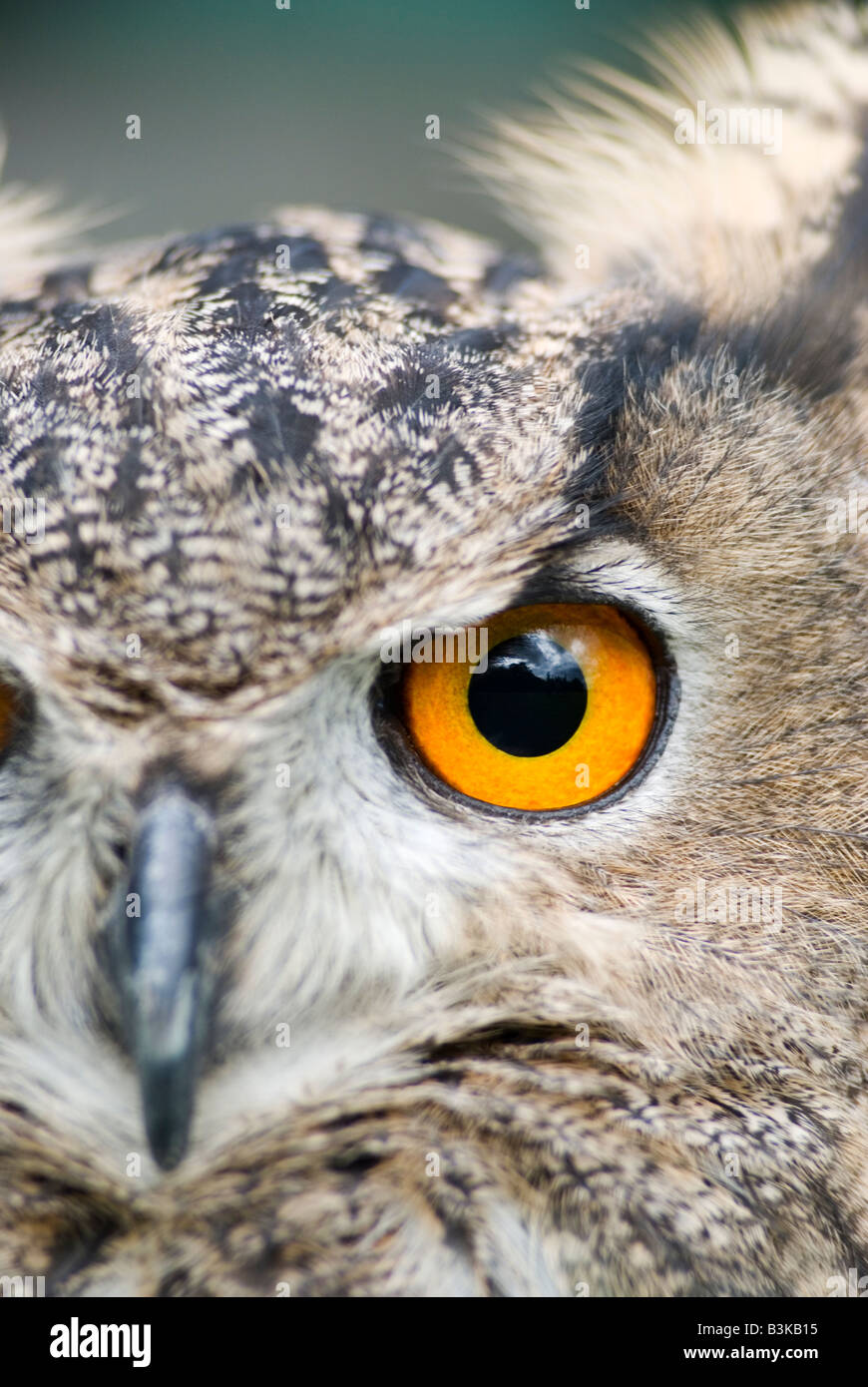 Eule auge -Fotos und -Bildmaterial in hoher Auflösung – Alamy