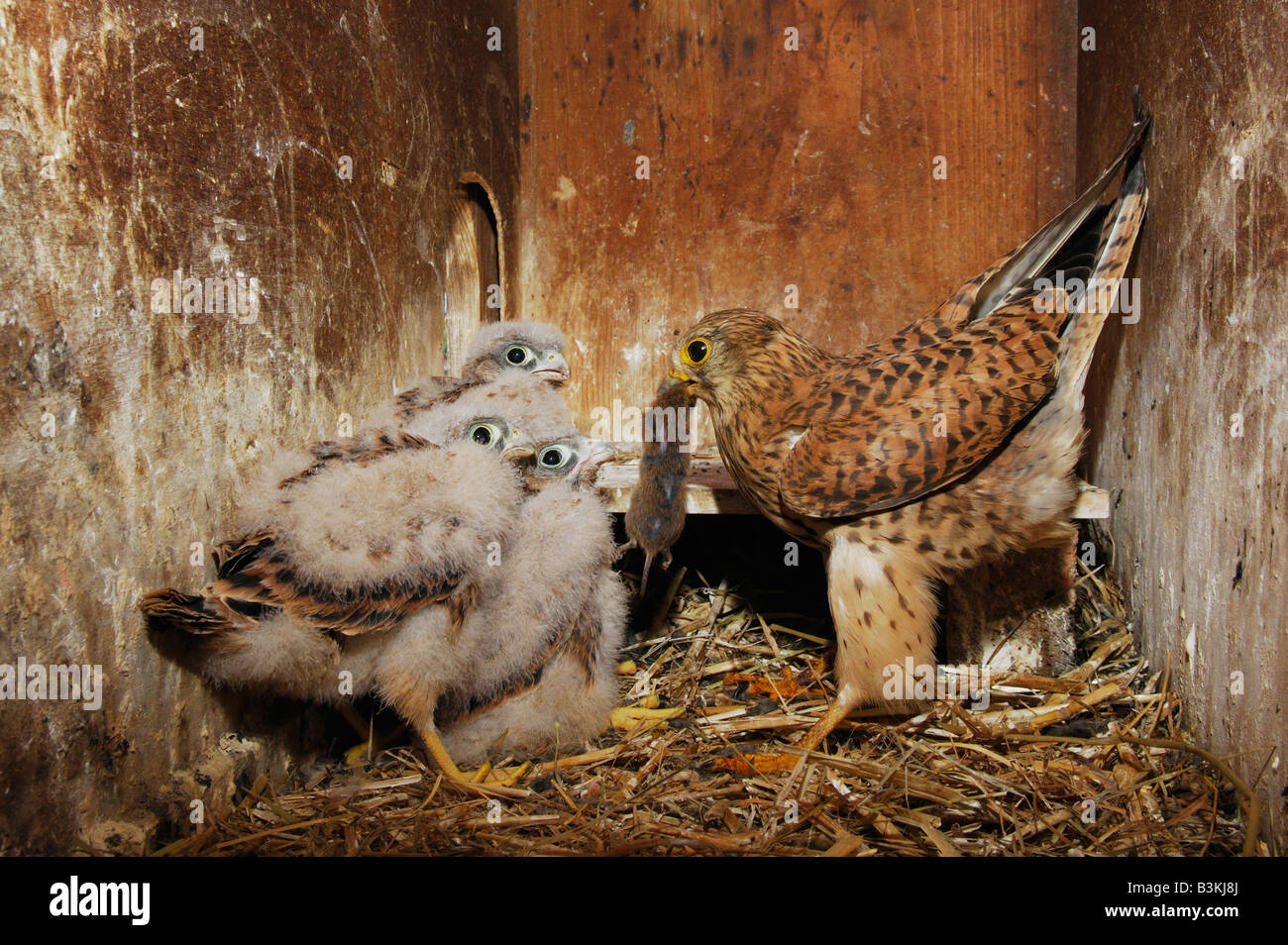 Feldmaus nest -Fotos und -Bildmaterial in hoher Auflösung – Alamy