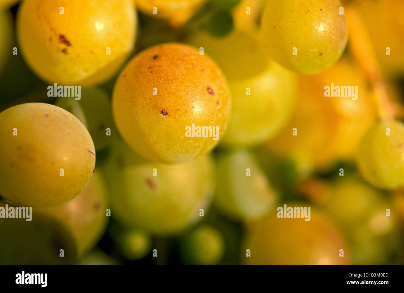 Sherry weintrauben -Fotos und -Bildmaterial in hoher Auflösung – Alamy
