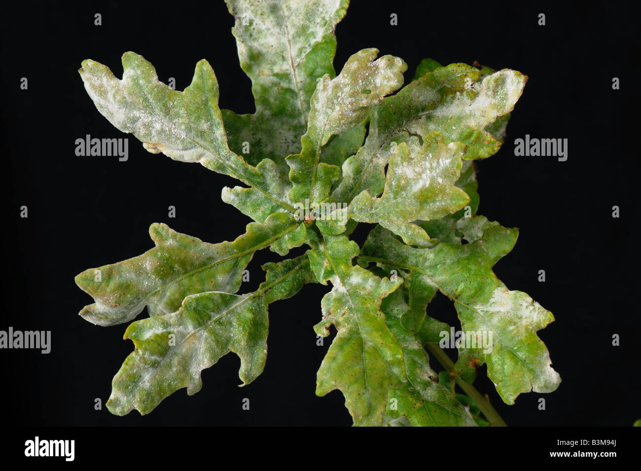 Mehltau Microsphaera alphitoides auf Eichenlaub Quercus robur im Herbst ...