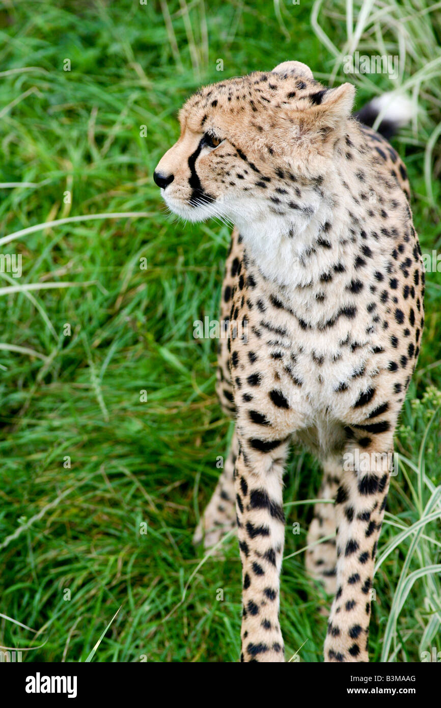 Gepard somalia -Fotos und -Bildmaterial in hoher Auflösung – Alamy