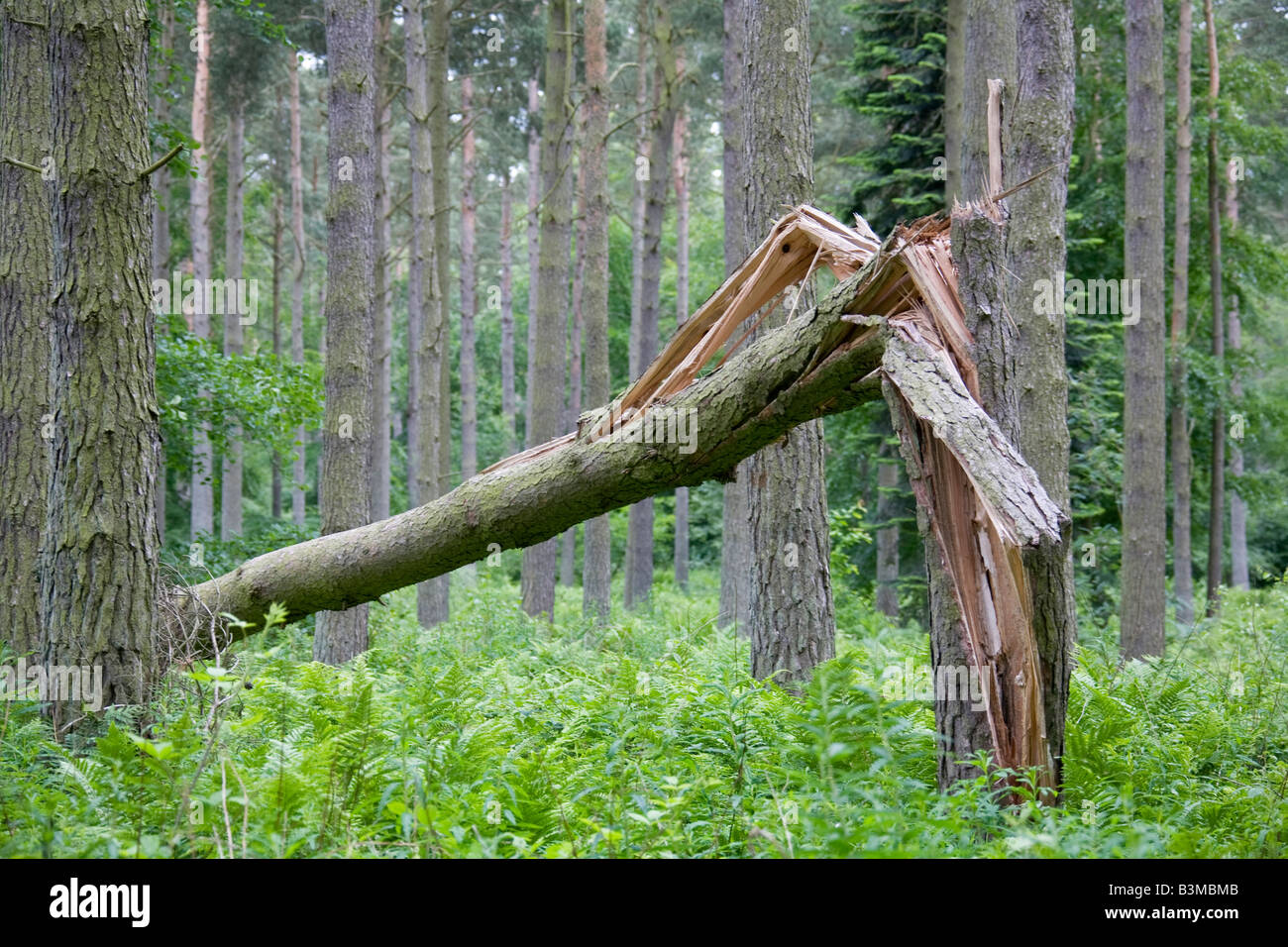 Snapped Tree Trunk Stockfotos und -bilder Kaufen - Alamy