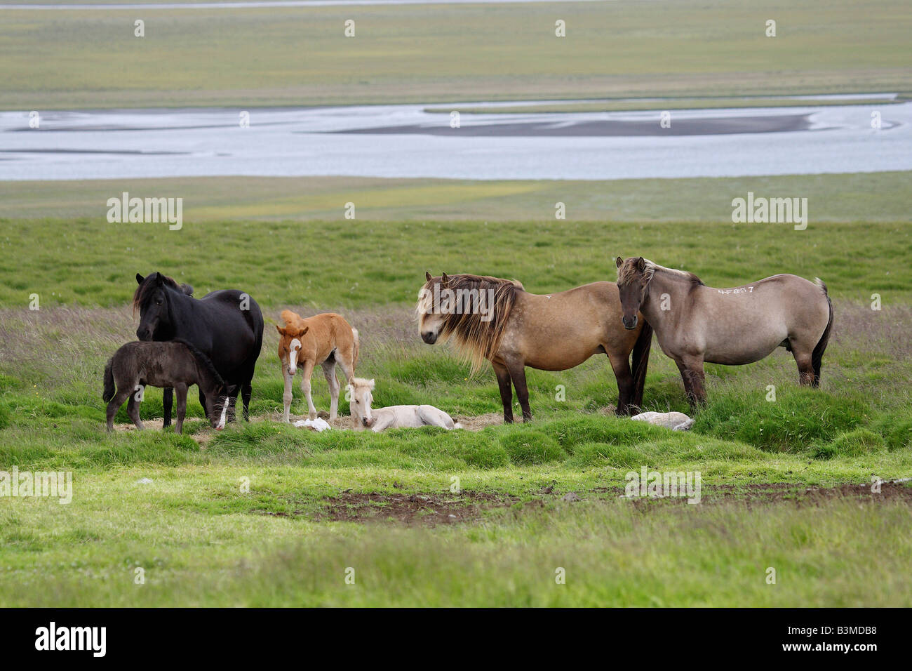 Island-Pferde mit Fohlen - stehend auf Wiese Stockfotografie - Alamy
