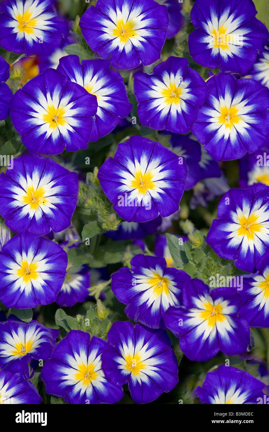 Convolvulus Tricolor Stockfotos und -bilder Kaufen - Alamy