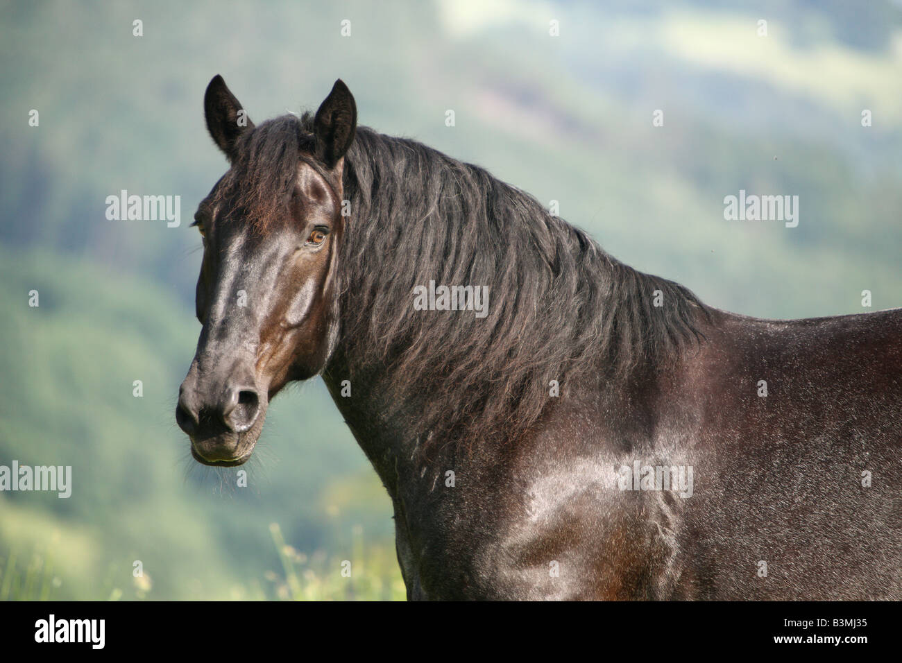 Noriker horse portrait -Fotos und -Bildmaterial in hoher Auflösung – Alamy